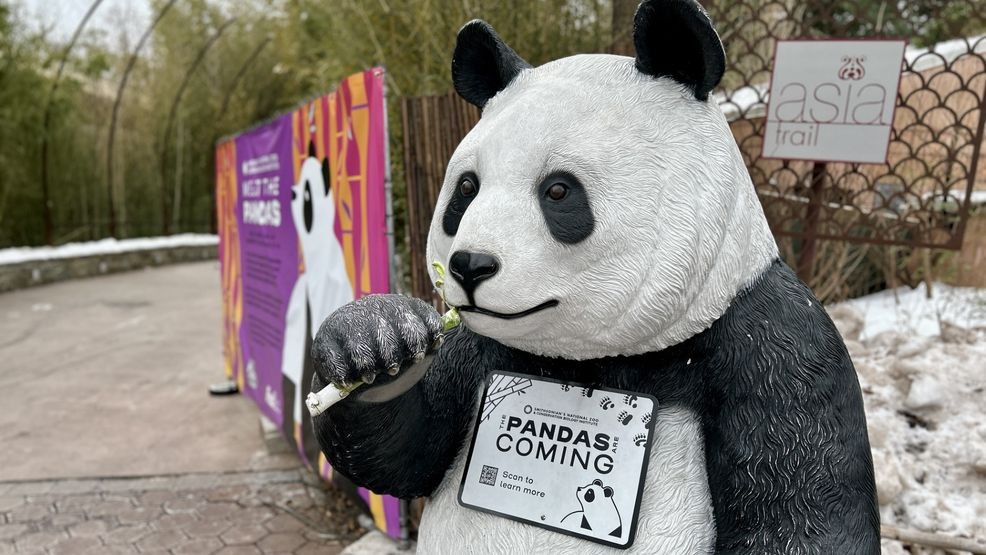 DC zoo members previewing new panda exhibit say Bao Li and Qing Bao are delightful