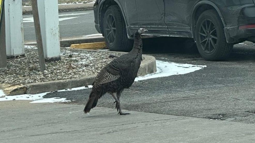 Wild turkey ruffles feathers in South Bend's River Park area