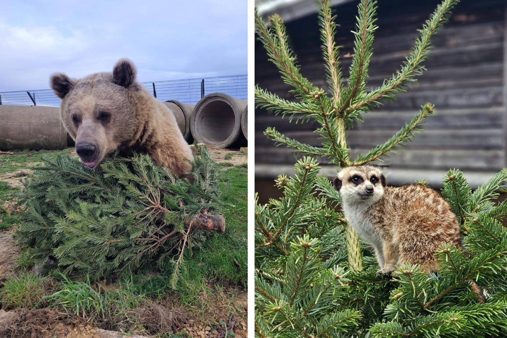 In Pictures: Tree-mendous gifts being enjoyed by animals at zoo near ...