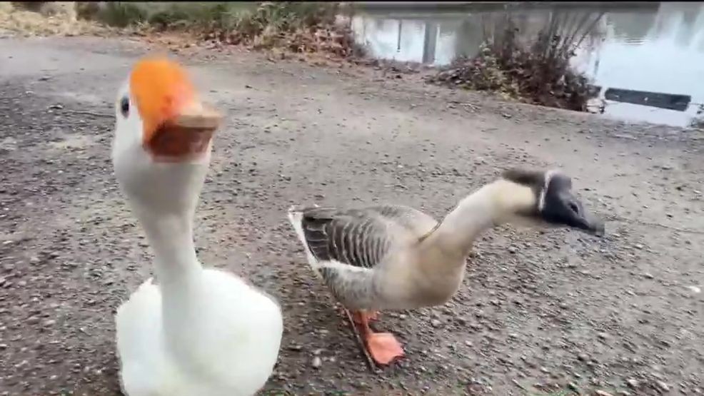 Check out this wildlife moment we caught at Amazon Park in Eugene