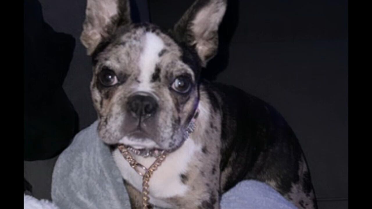 Metro Atlanta woman says someone took her French Bulldog, holding her ...