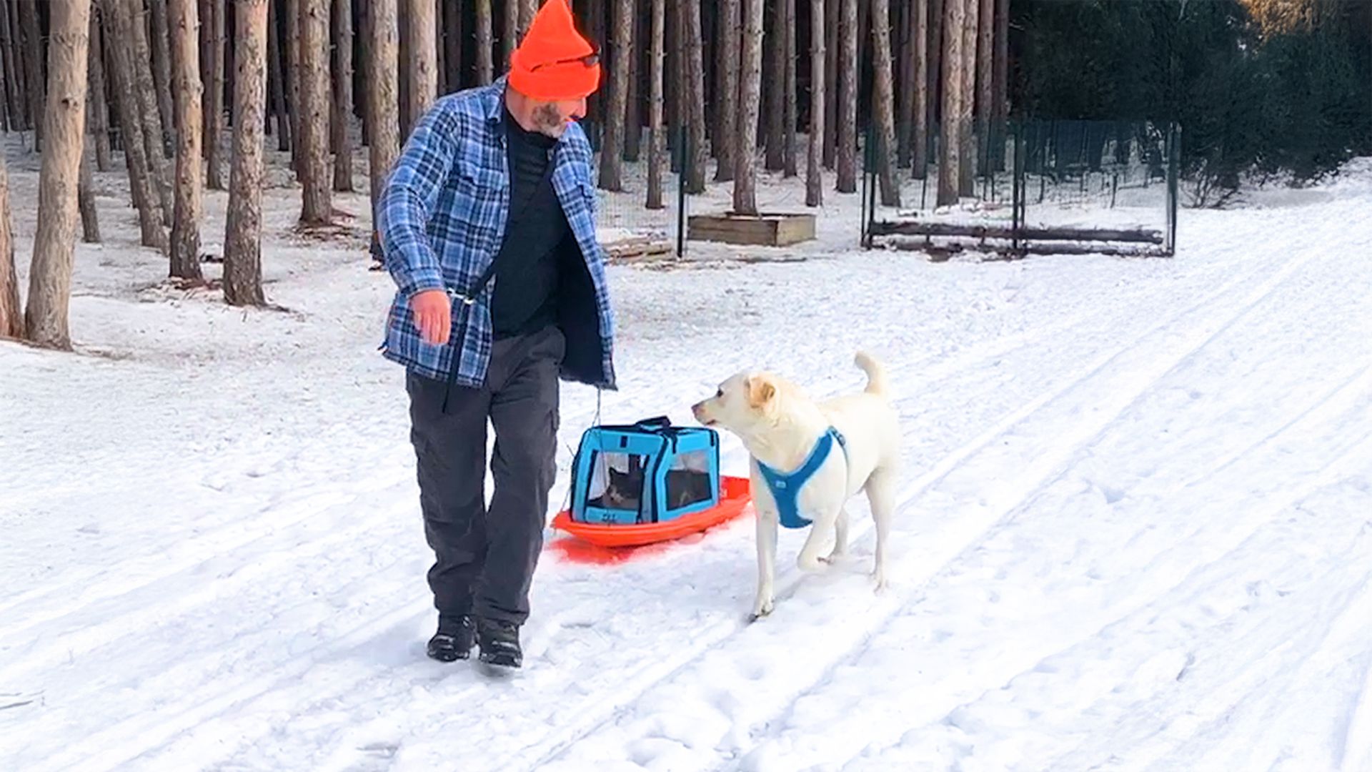 Cat And Golden Retriever Insist On Sledding Together