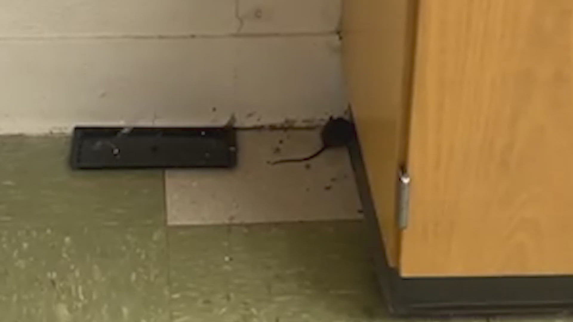 HISD blames cold weather for rat problems at one school but others disagree