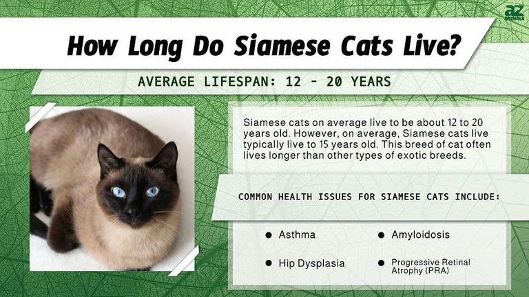 Siamese Cats: A Guide to Their Lifespan and Care