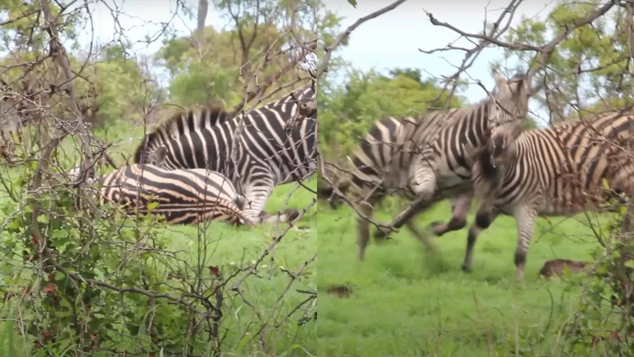Pregnant Zebra Fights Off Stallion During Birth of Her Baby With ...