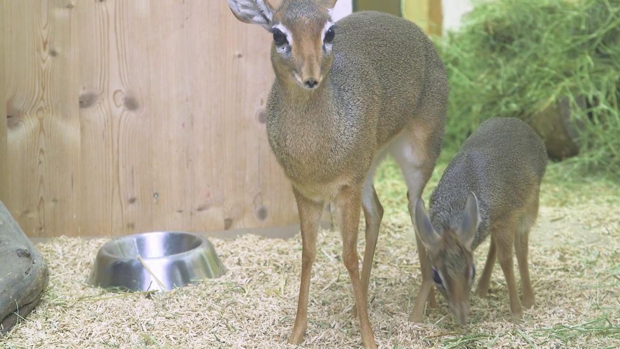 First baby Kirk's dik-dik antelope born at Vienna Zoo