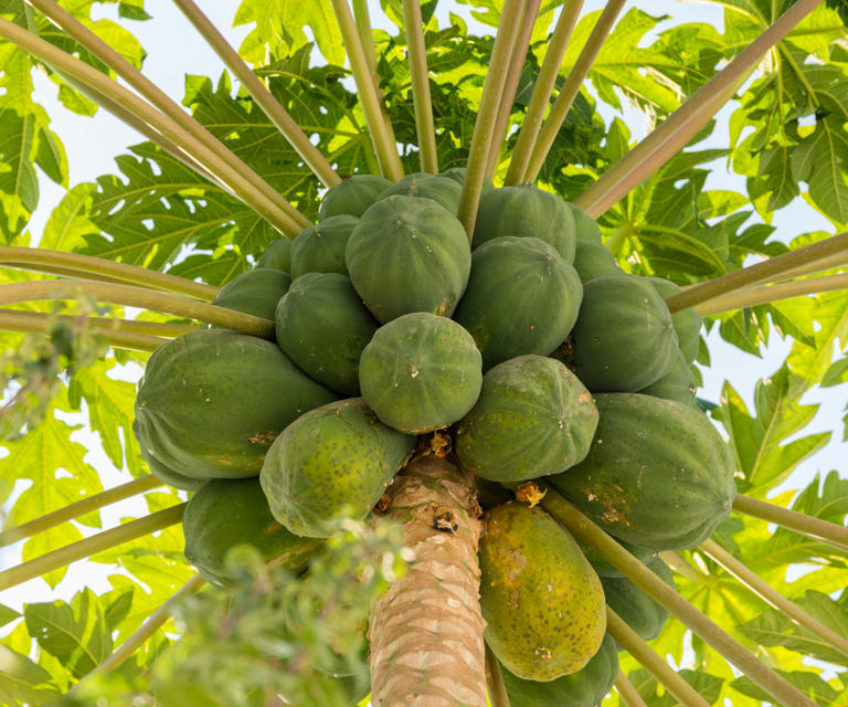 ‘Papaya are exceptionally easy to grow’ – a tropical plant expert ...