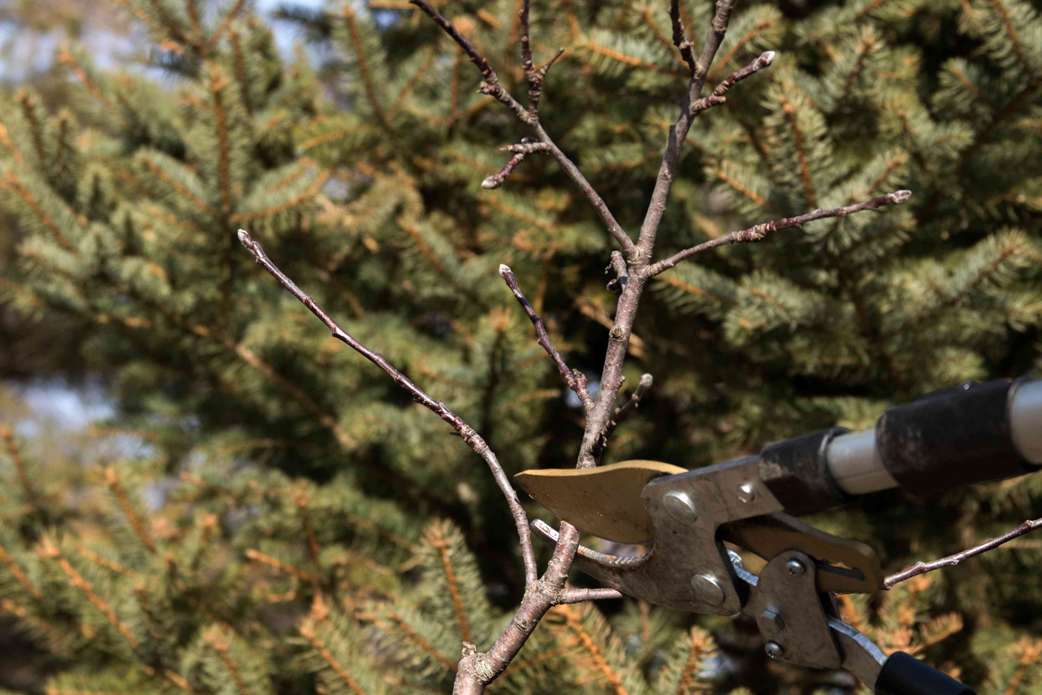 Don't Start Pruning Plants Yet — Why Gardeners Say You Should Wait a ...