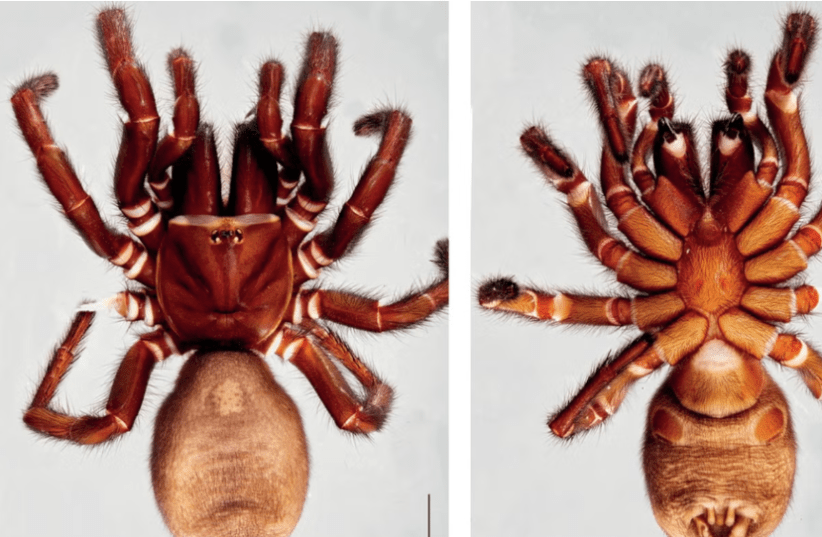 Here's what Australia was missing: 'Big Boy' is a palm-sized super ... Here's what Australia was missing: 'Big Boy' is a palm-sized super ...