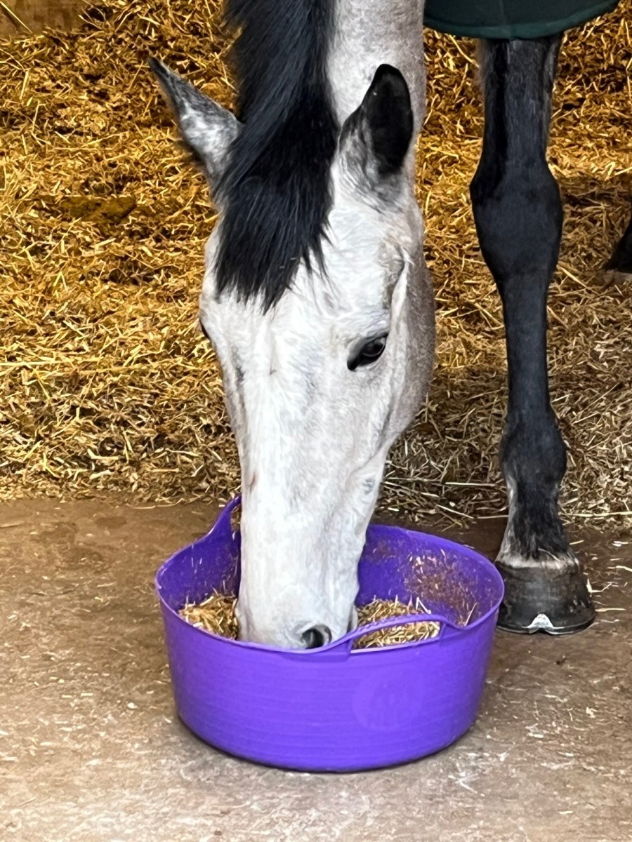 Five feeding tips to improve condition and help your horse look and ...