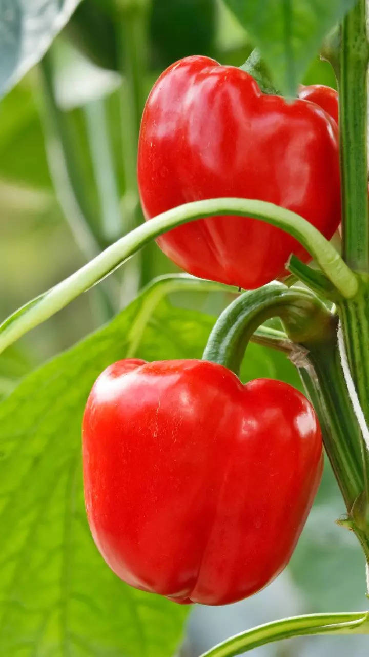 How to grow Red bell peppers in the terrace garden