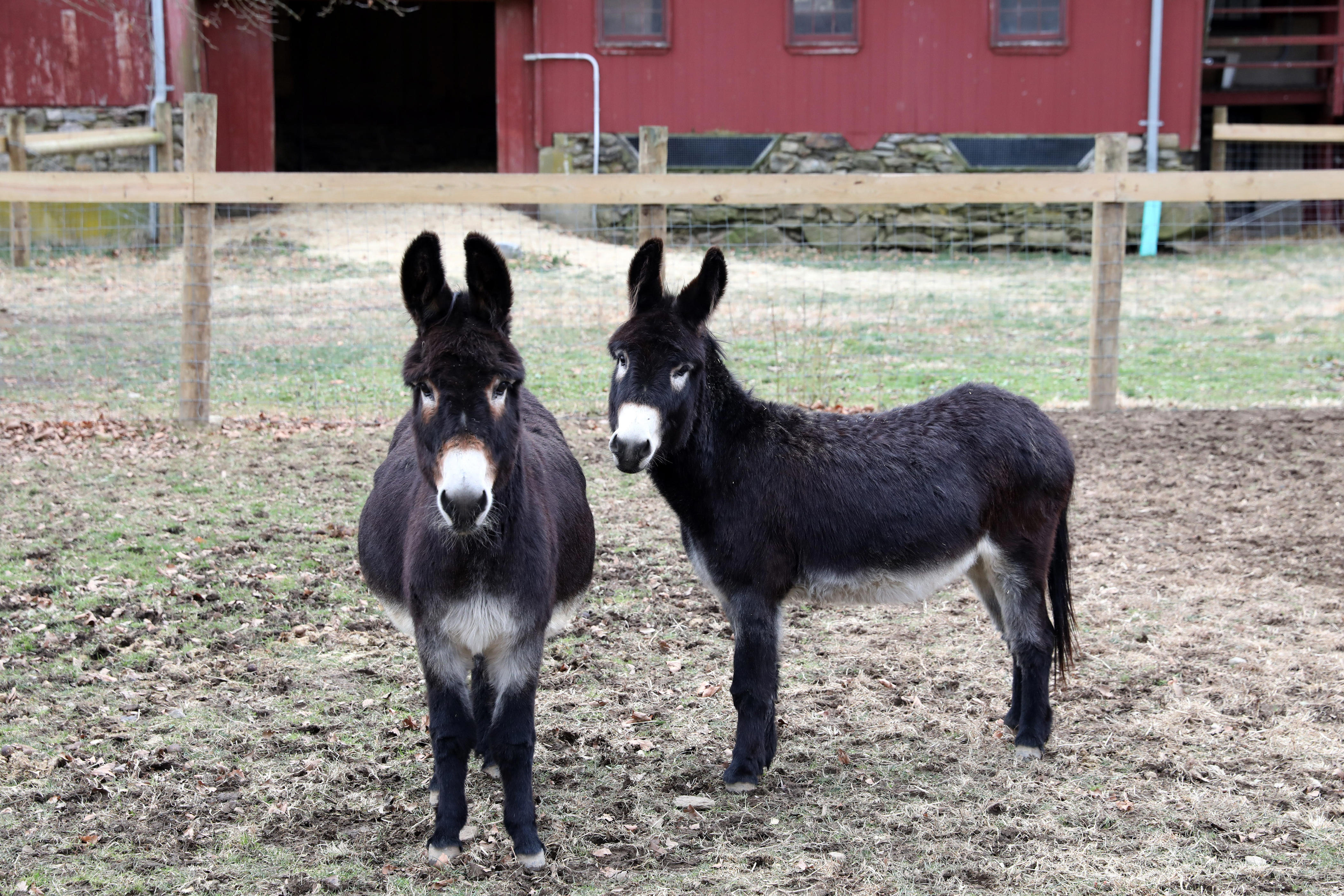 Visiting Muscoot Farm in Katonah? Plan a detour for roadwork
