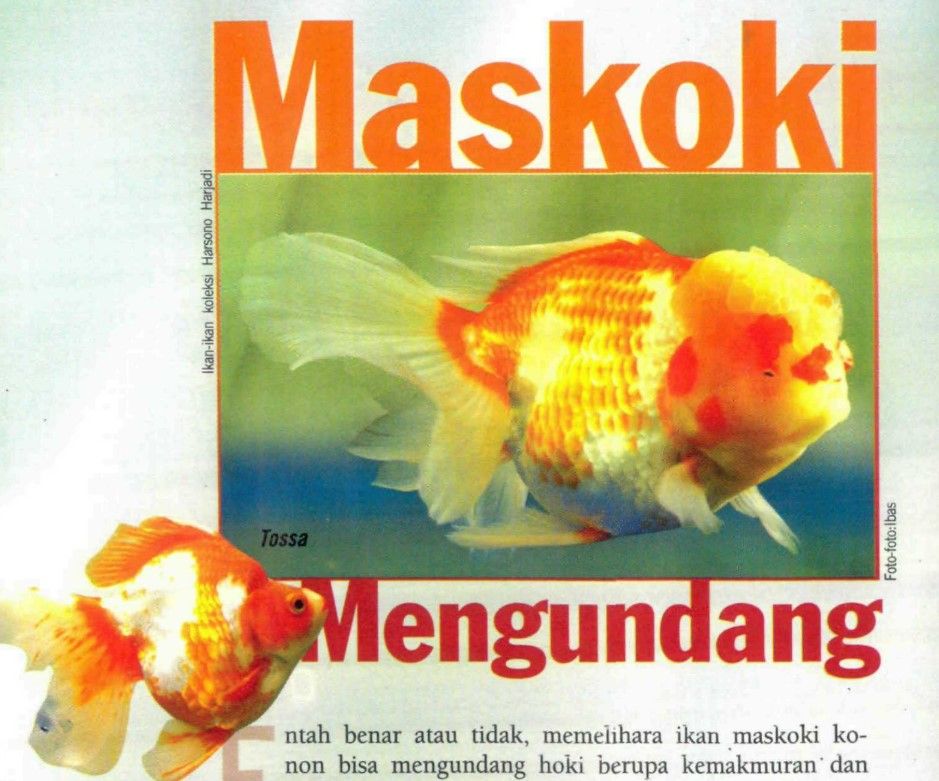 Hikayat Ikan Maskoki yang Dipercaya Selalu Mendatangkan Hoki