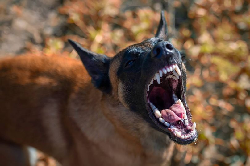 'I'm a dog trainer – three habits can cause your pet to bite or become ...