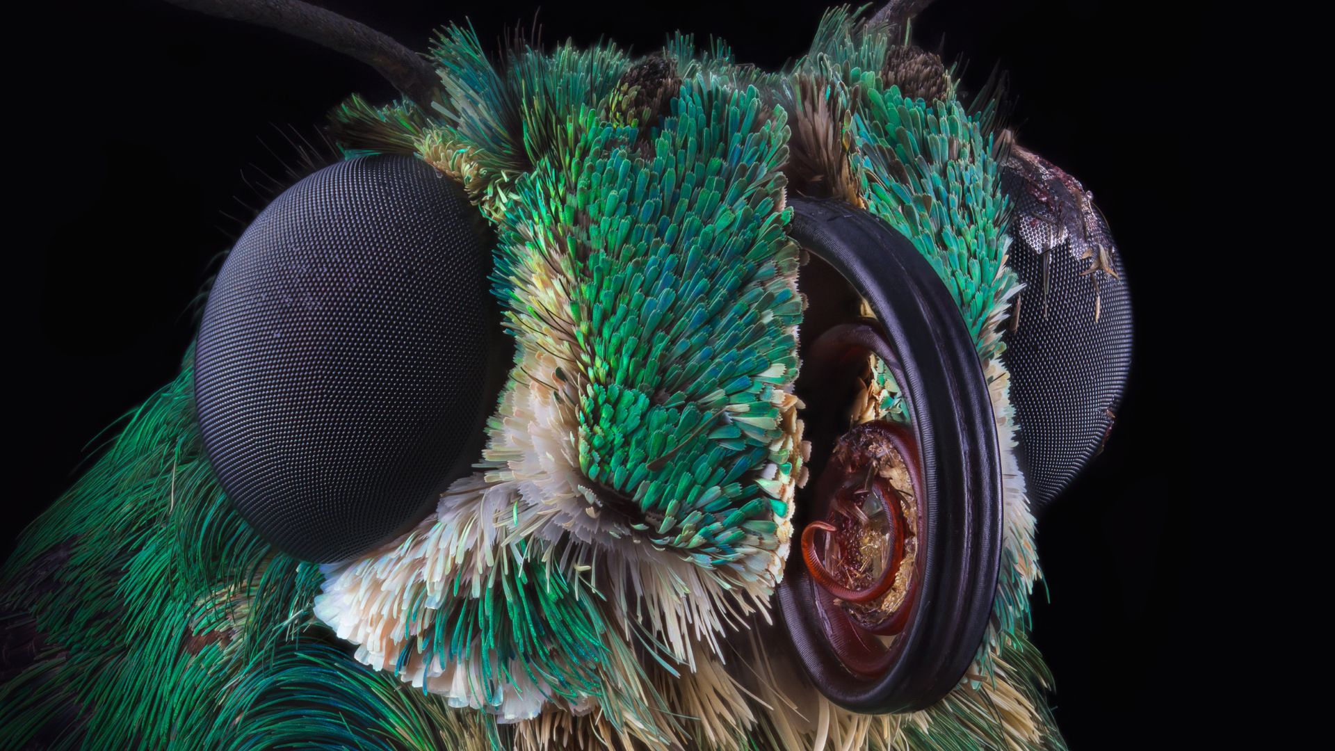 Super-fast insect eye-inspired camera shoots 9,120 fps in 40x darker light