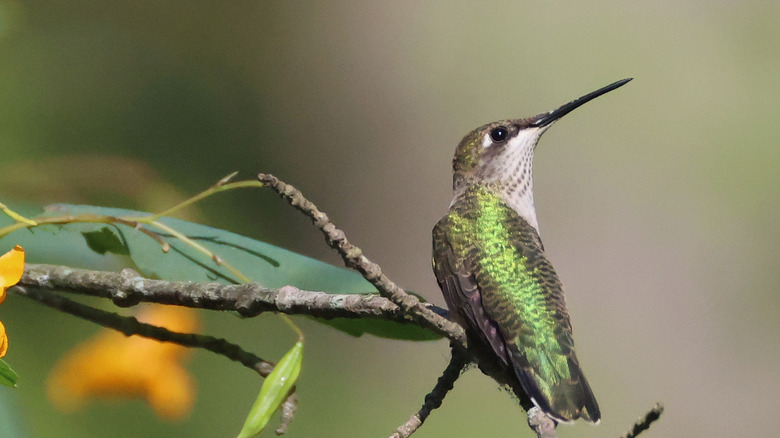 The Neat Product That Can Encourage More Hummingbirds To Nest In Your Yard