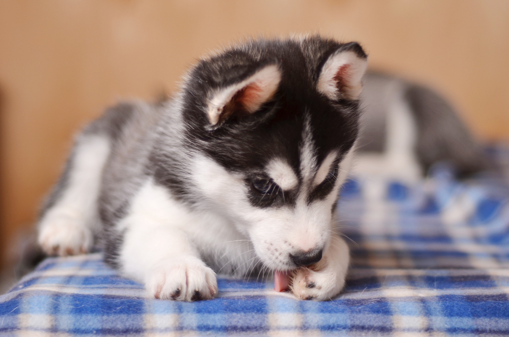 13 Pet Behaviors That Seem Cute But Are Actually Warning Signs