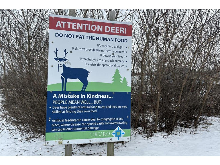 Truro deer hunt needs to move into the core, says town council