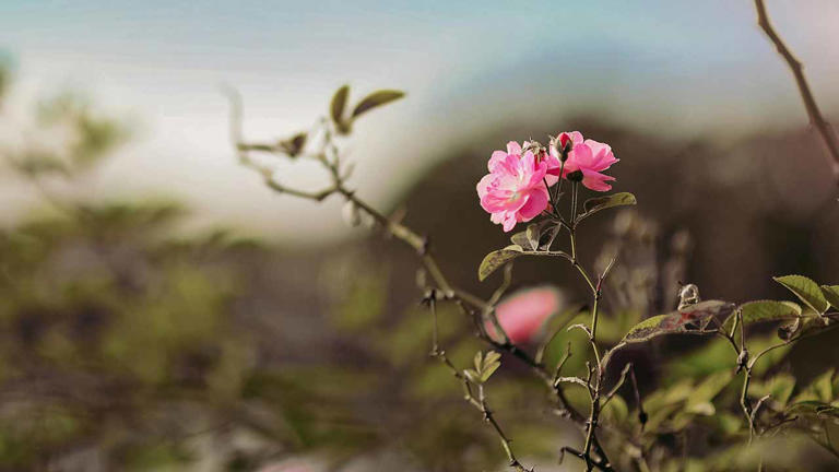 How to revive a rose bush: expert tips to save your plant