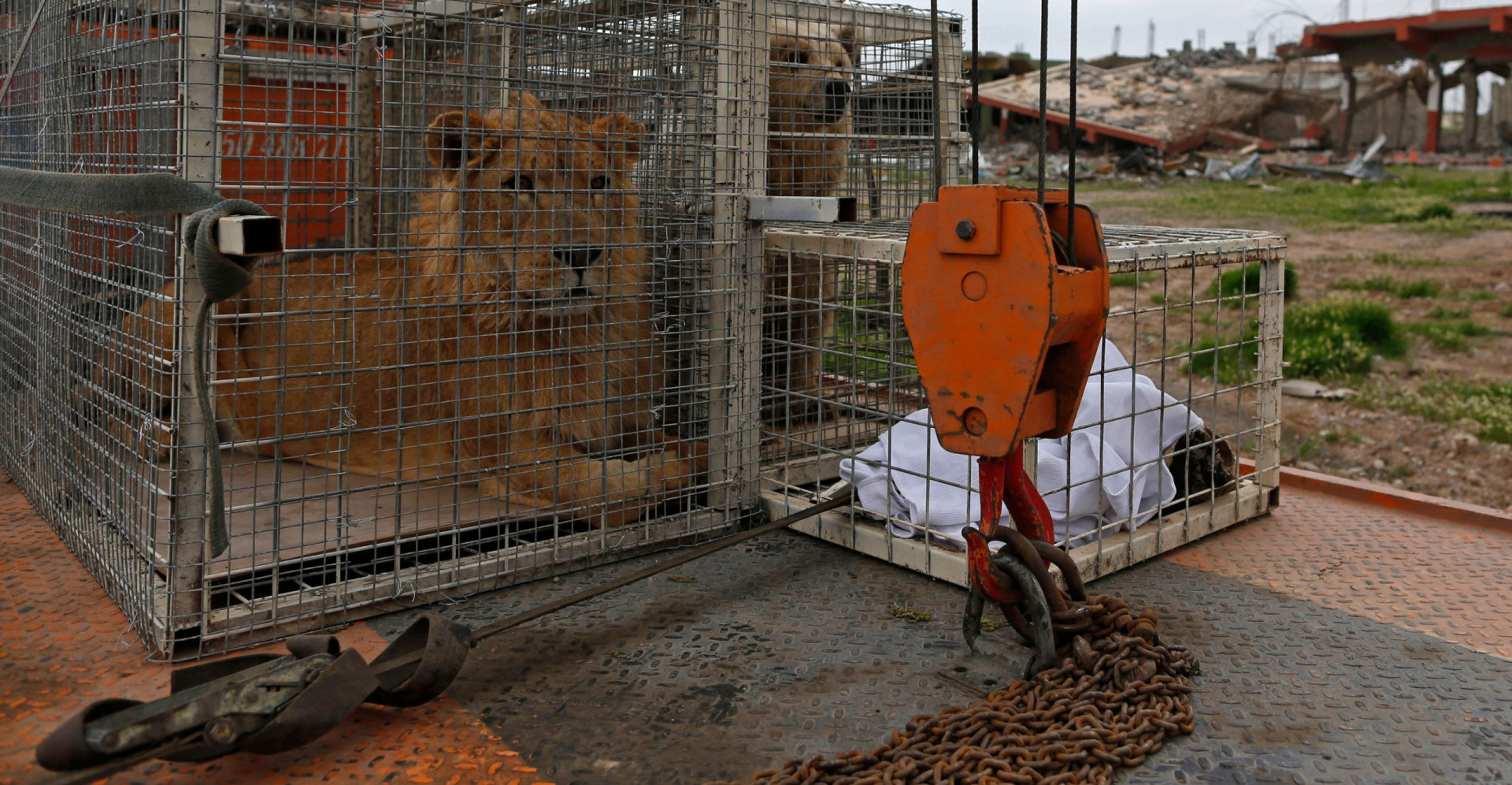How zoos protect animals in a hurricane