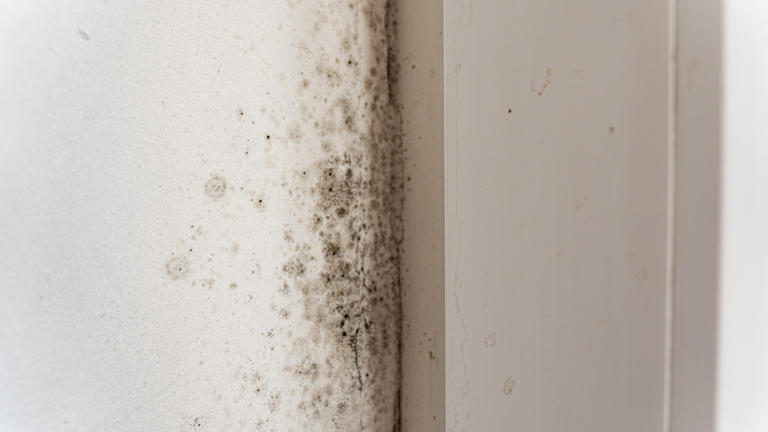 O truque que ajuda a remover o bolor das paredes em minutos