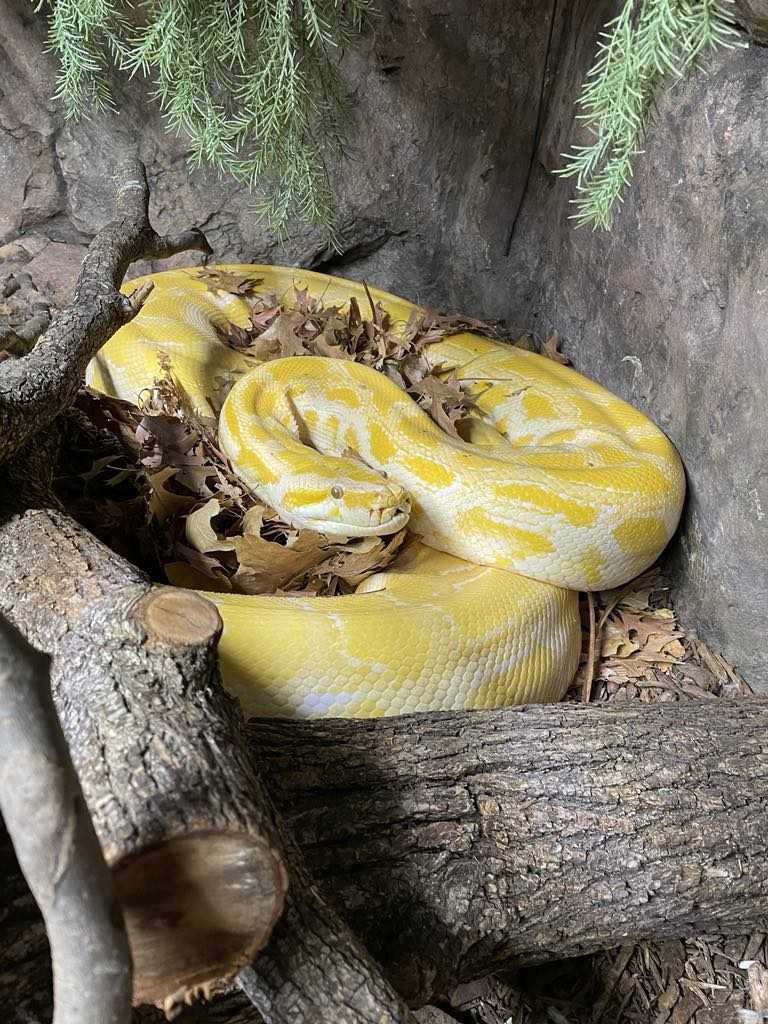 Kansas City Zoo announces death of 26-year-old python