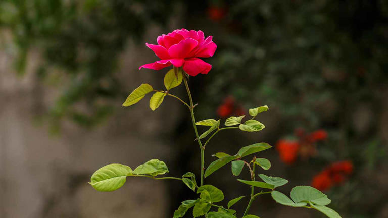 How to revive a rose bush: expert tips to save your plant