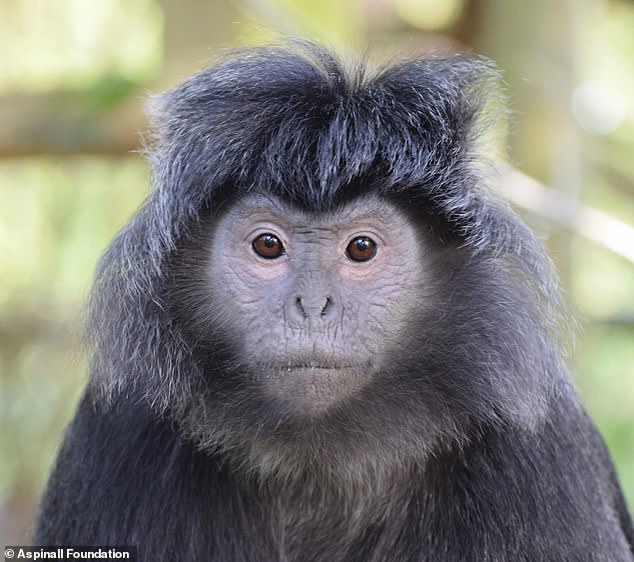 Return to the wild: Endangered primates flown from Kent to Indonesia