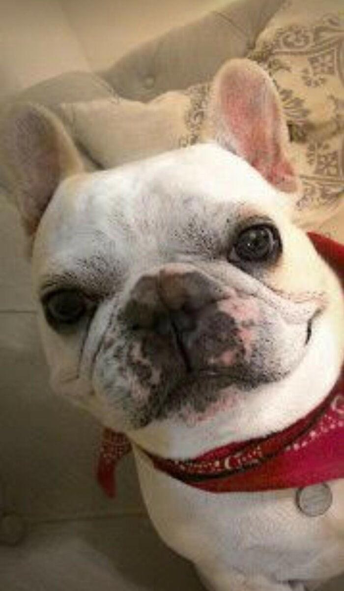 58 pictures of pets being incredibly silly to make you laugh