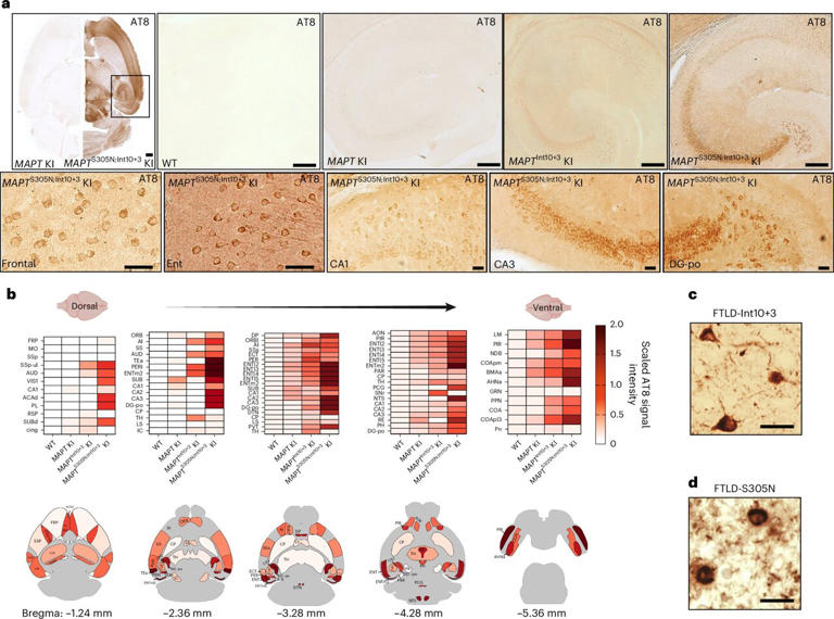 Genetically modified mice hint at tau hyperphosphorylation's early role ...