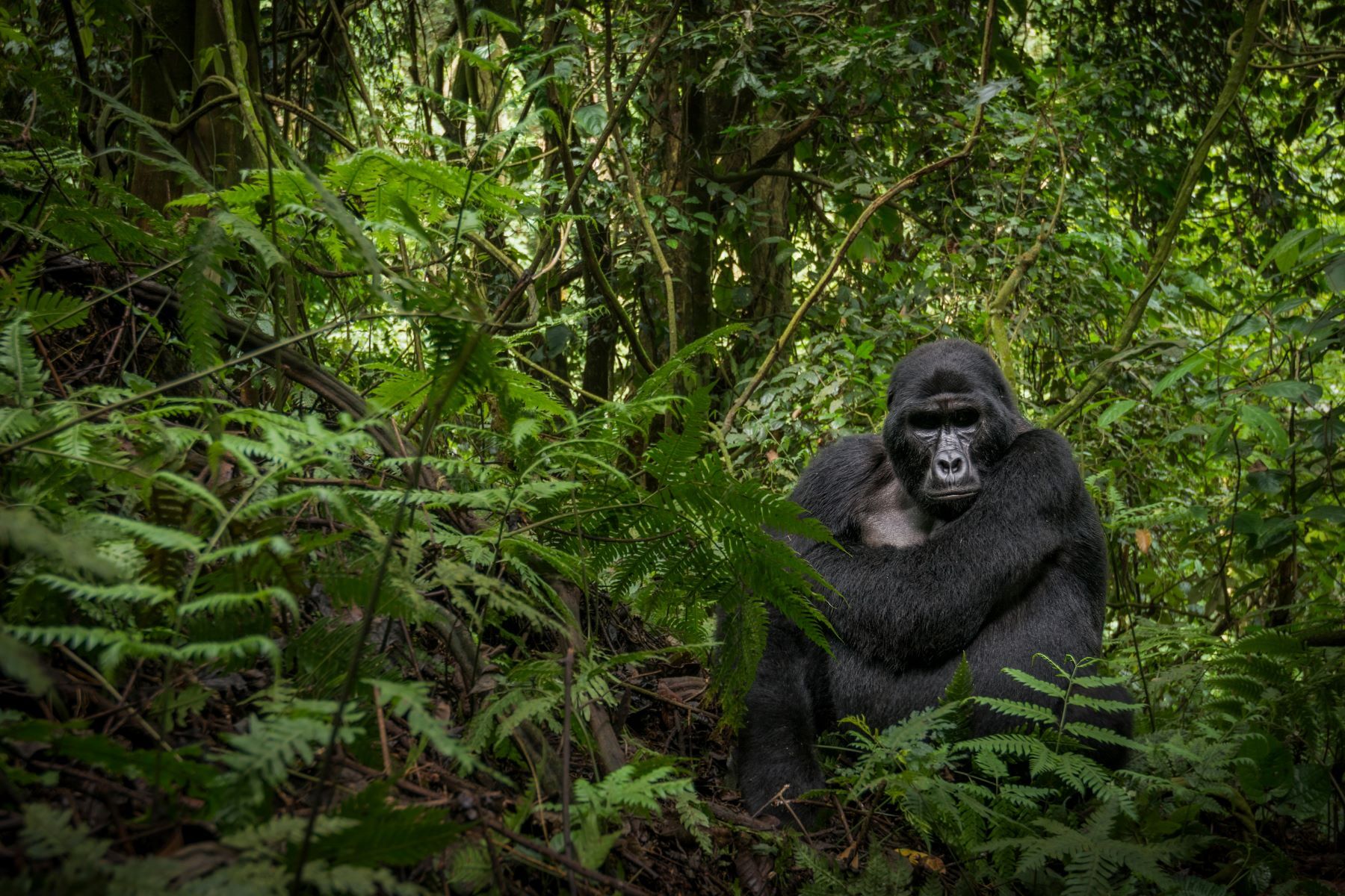 50 stunning photos of animals in the wild