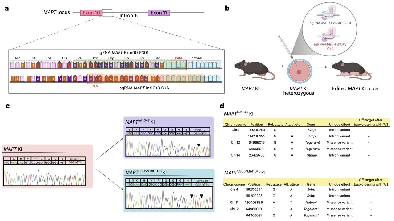 Genetically modified mice hint at tau hyperphosphorylation's early role ...