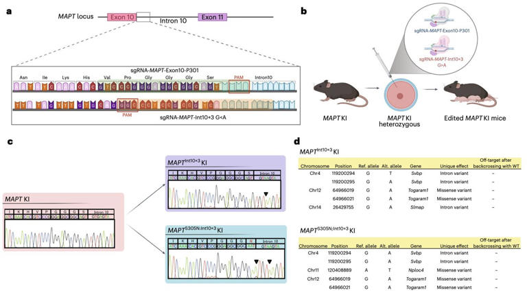 Genetically Modified Mice Hint At Tau Hyperphosphorylations Early Role