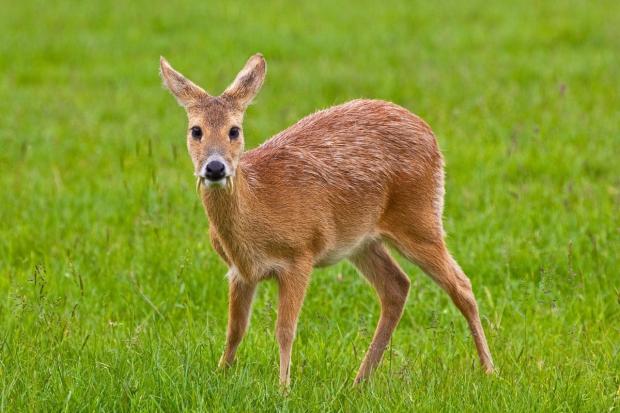 Man, 20, denies illegally hunting and killing deer