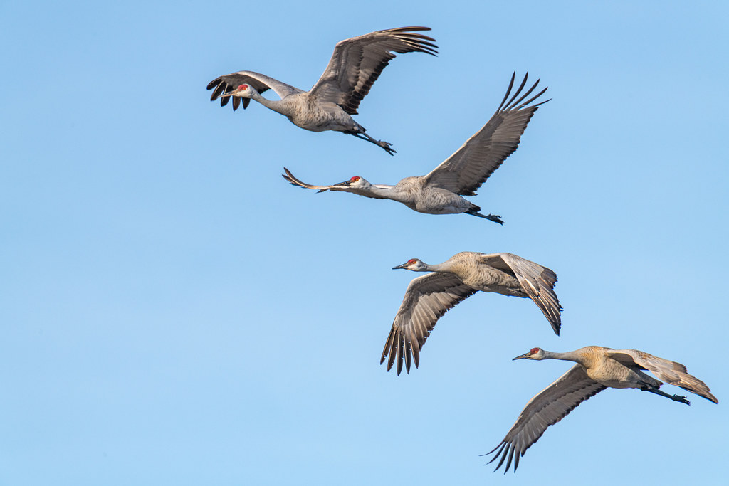 10 Ways Animals Are Changing Right Before Our Eyes Due to Climate Change