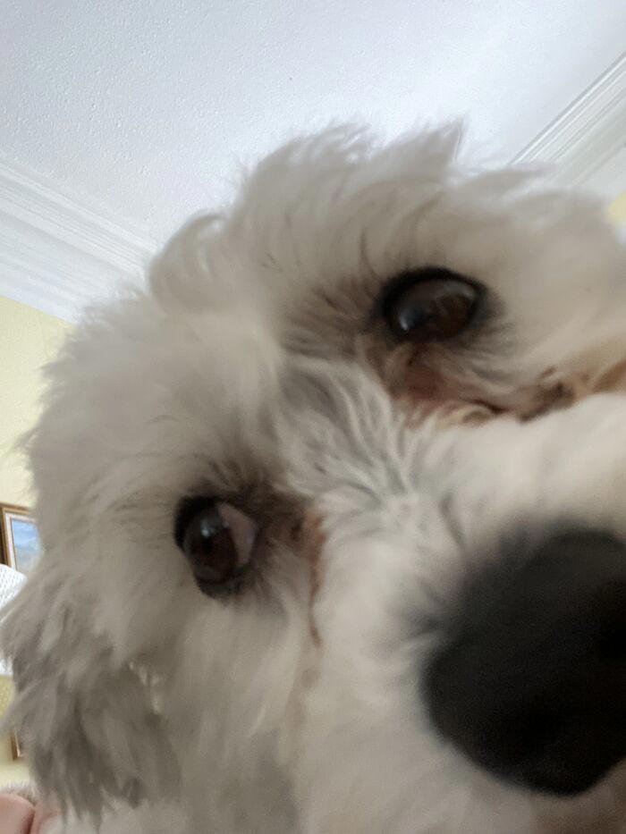 58 pictures of pets being incredibly silly to make you laugh