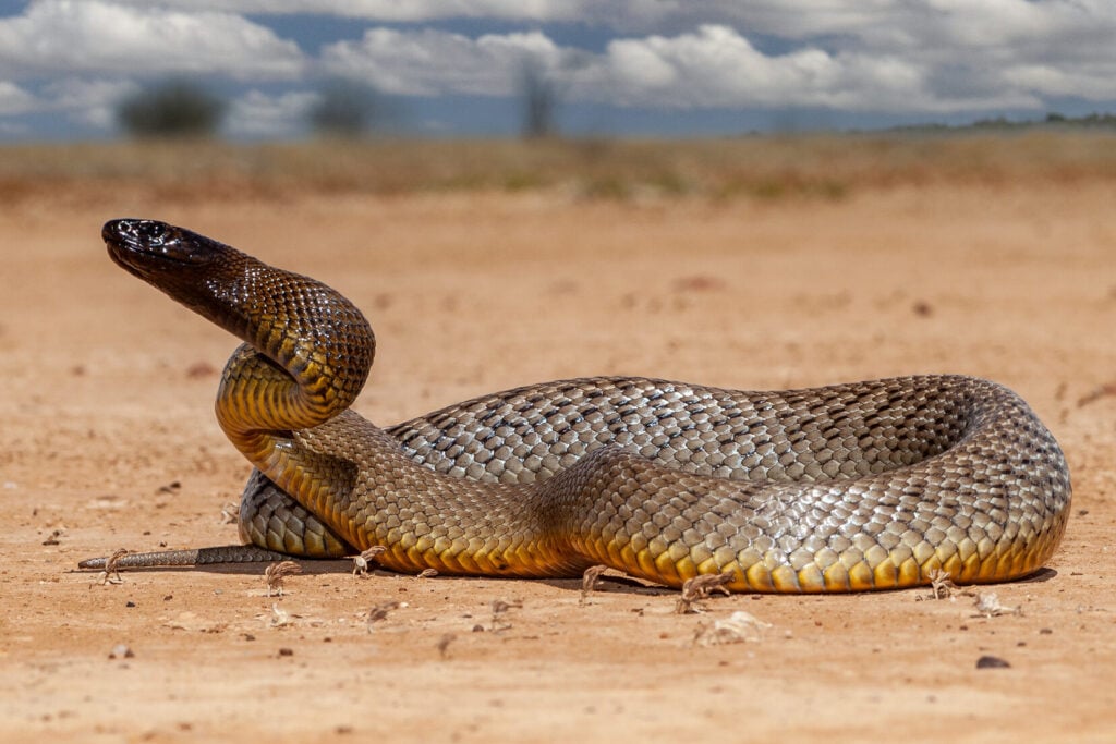 Top 15 Most Terrifying Snakes On Earth And In Your Backyard