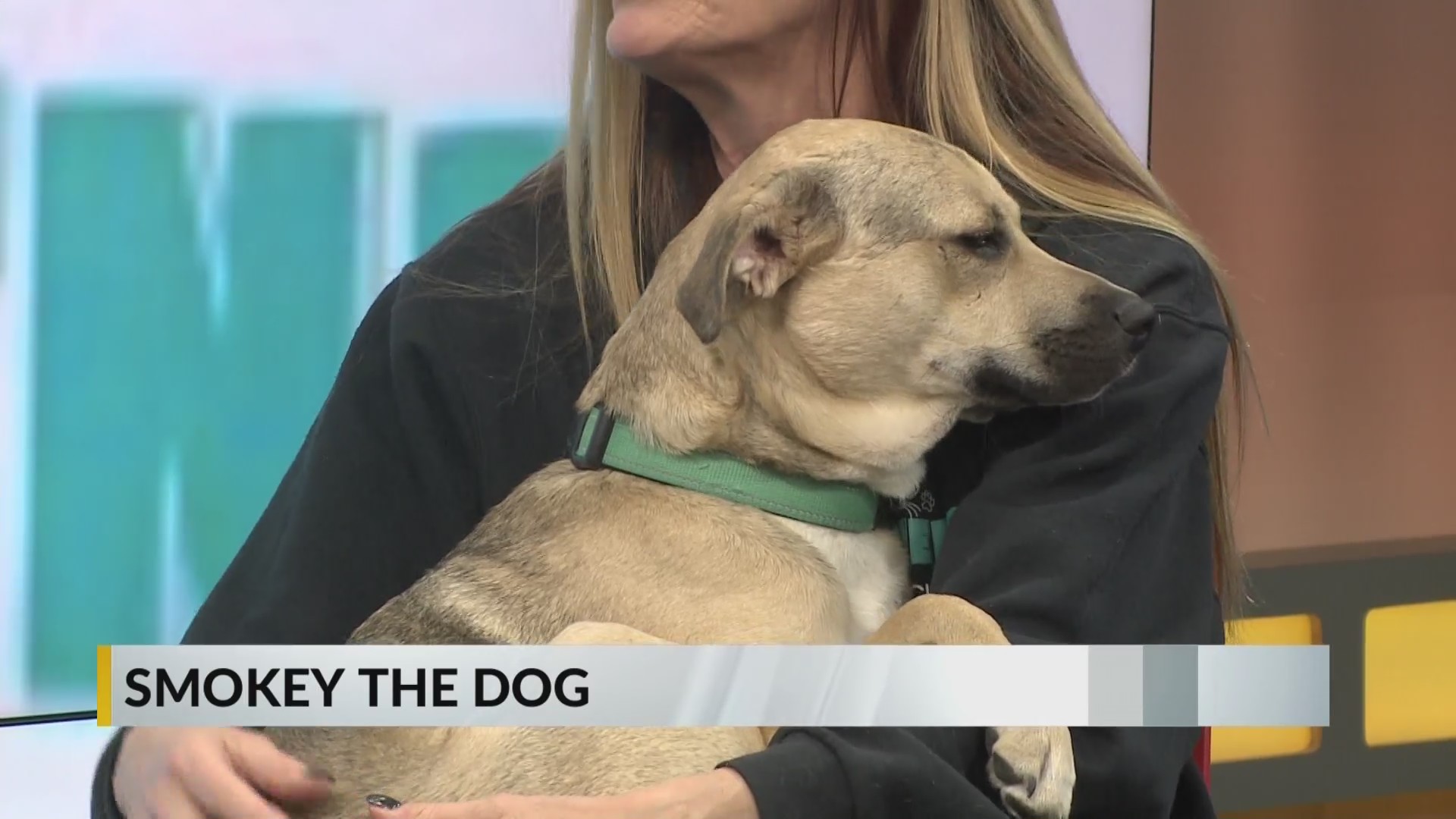 FURRY FRIDAY: Meet Smokey the dog... again