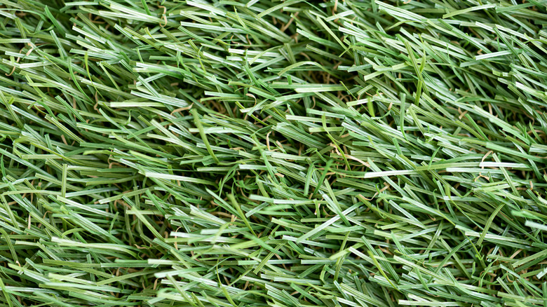 How To Easily Remove Stains From Your Artificial Turf Lawn