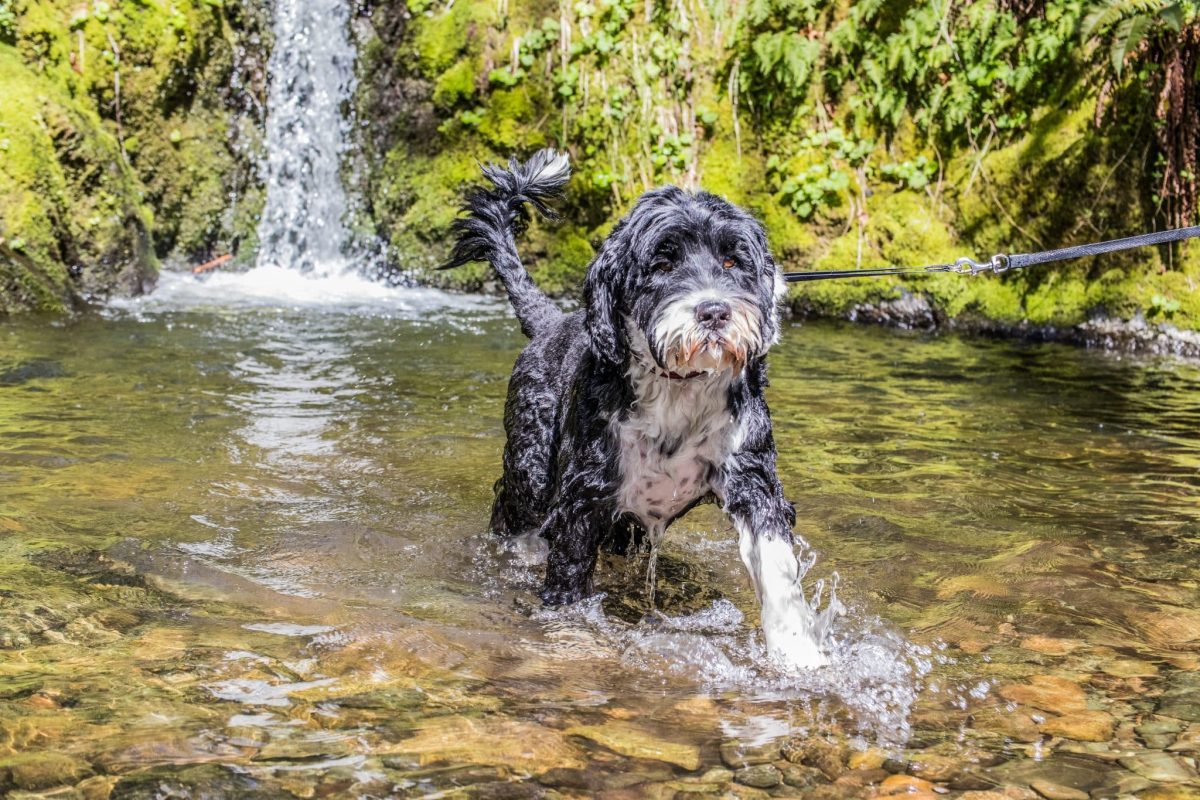 15 Water-Loving Dog Breeds Who Would Rather Swim Than Walk