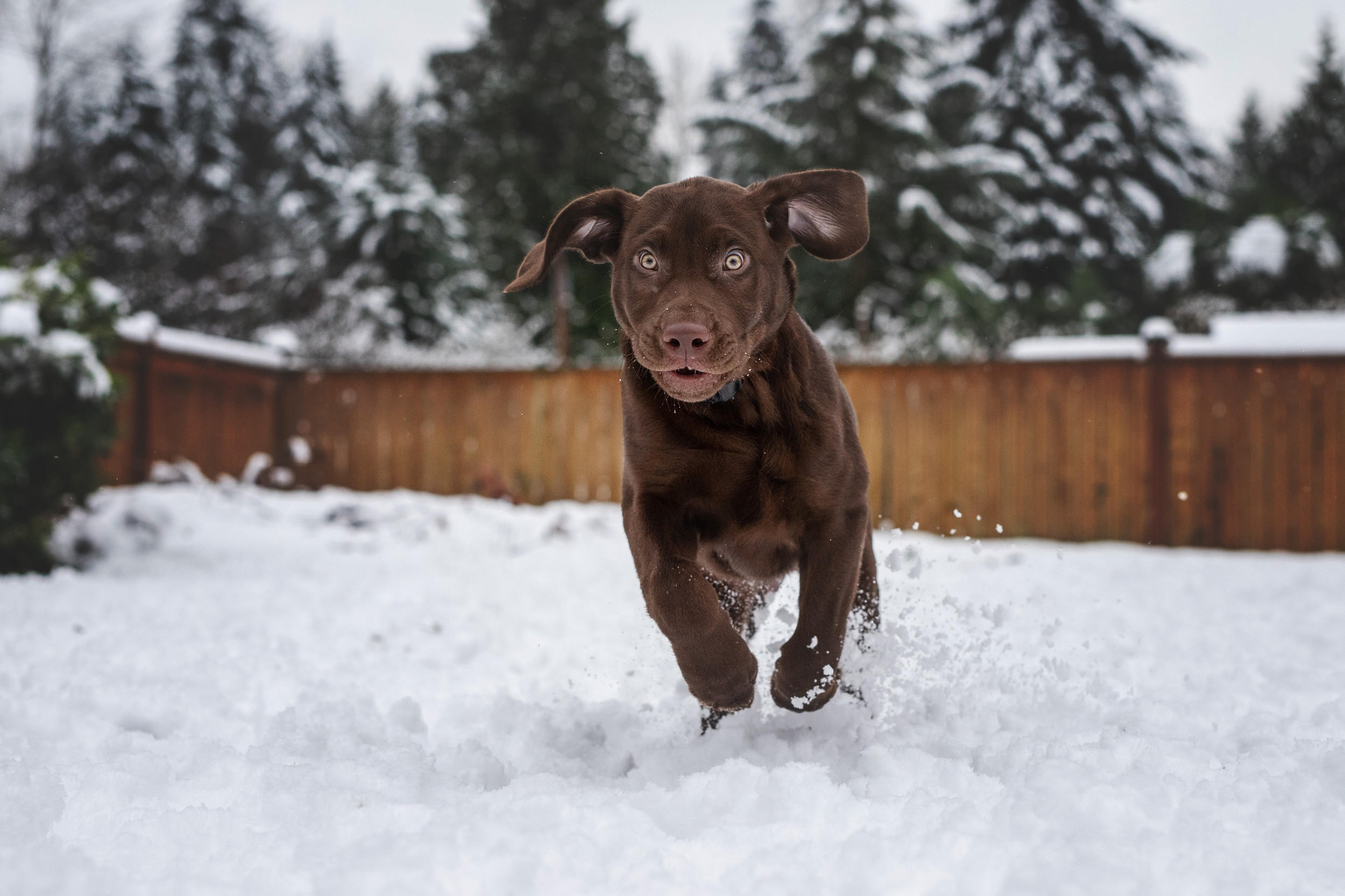 Dog's Reaction to Seeing Snow for First Time Delights: 'A Brain Reboot'
