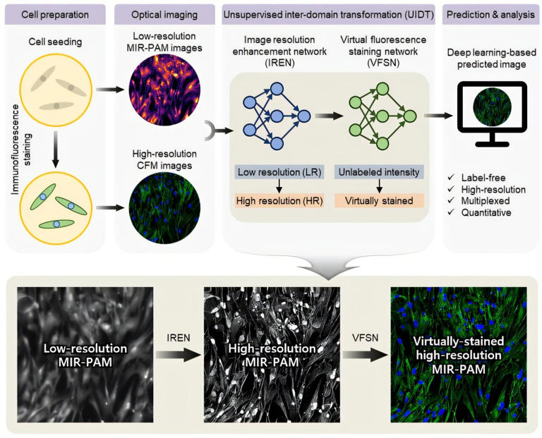 Cell imaging technology: AI transforms label-free photoacoustic ...