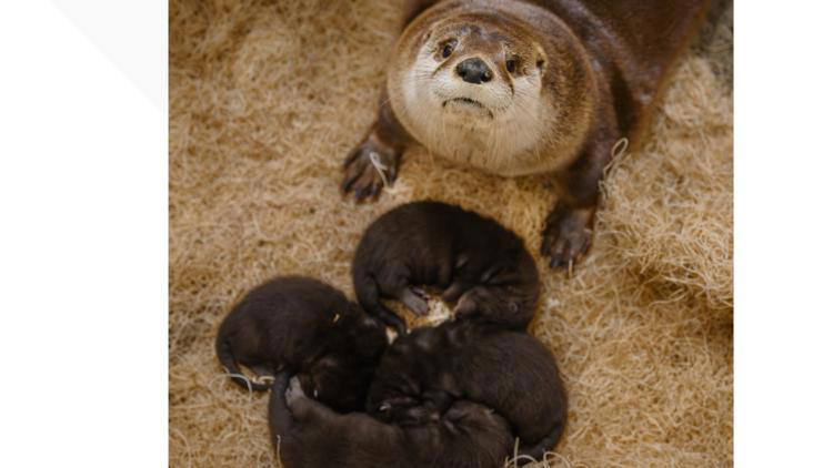 Ohio zoo welcomes adorable baby otter pups