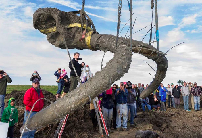 Agricultores encontram fóssil de mamute de 15 mil anos