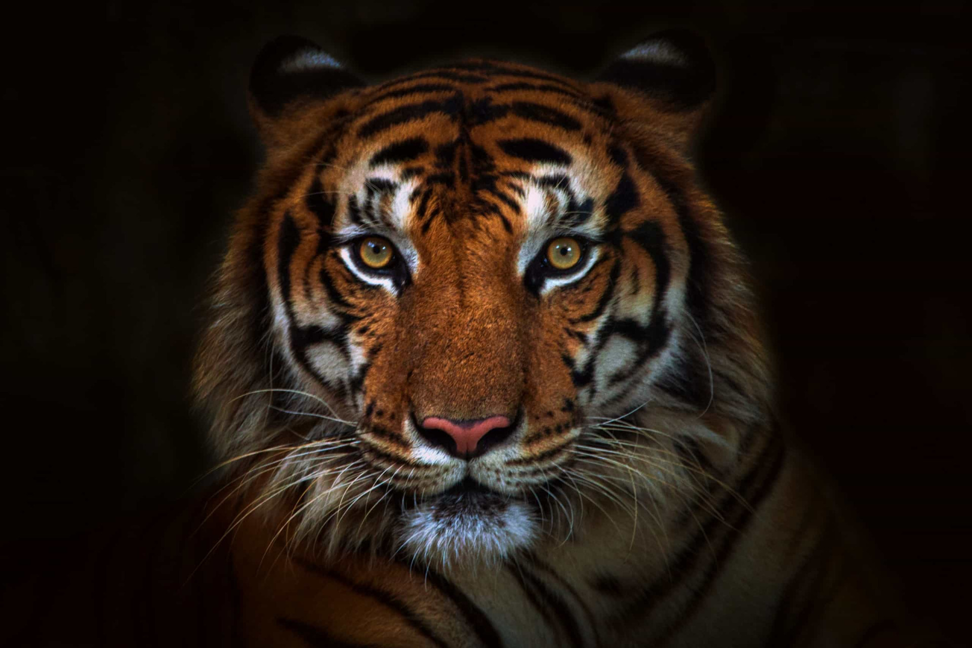 The tiger's enduring cultural appeal