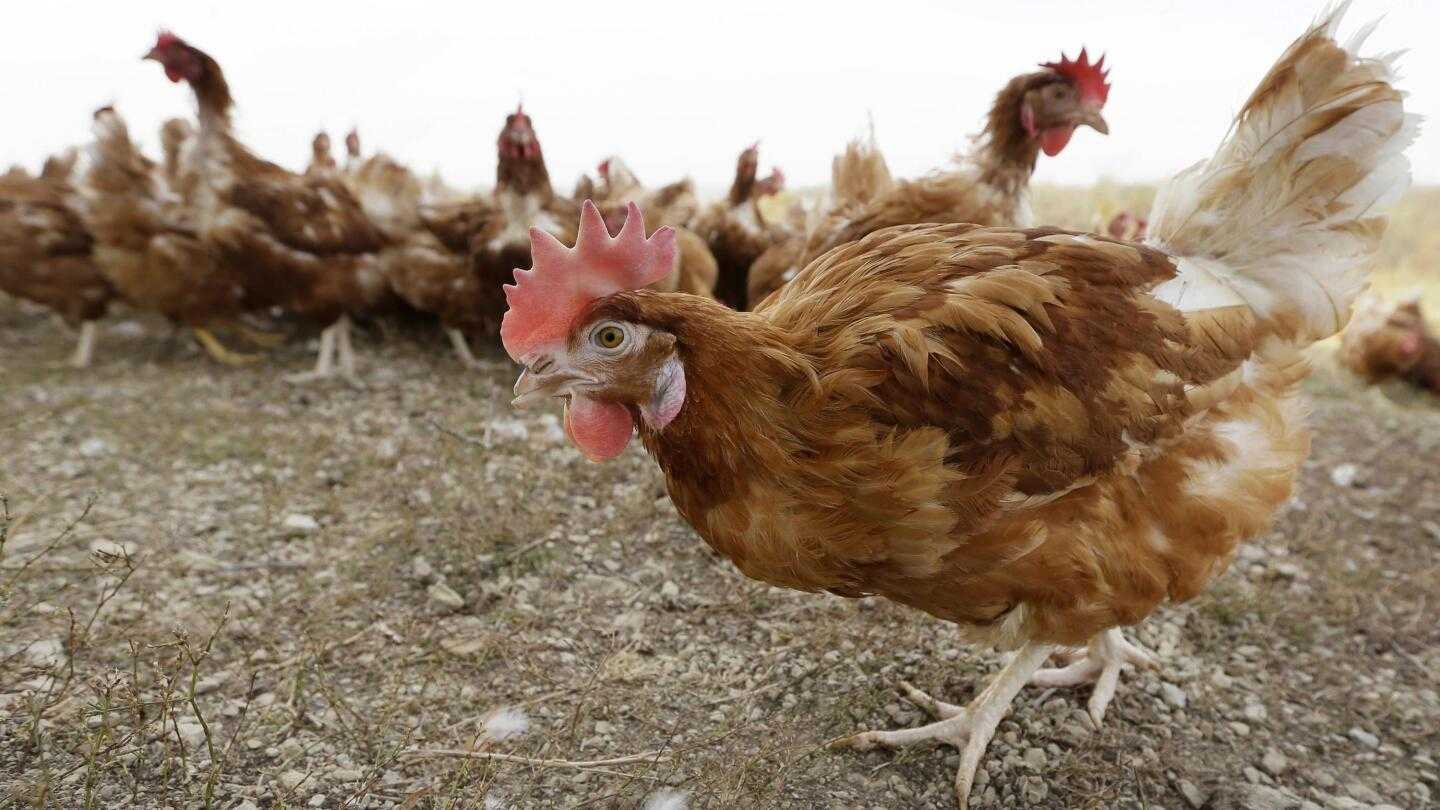 Bird flu strikes Georgia: 45,000 chickens affected, poultry sales put ...