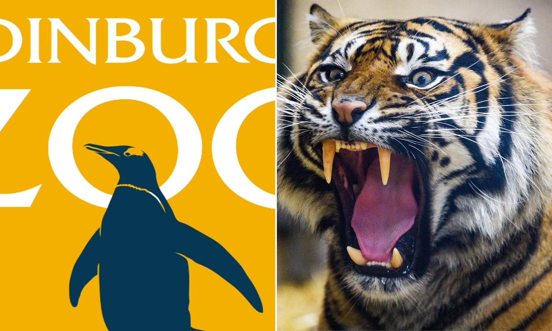 Zoo's £2,000 tiger feeding tour is branded 'exploitation'