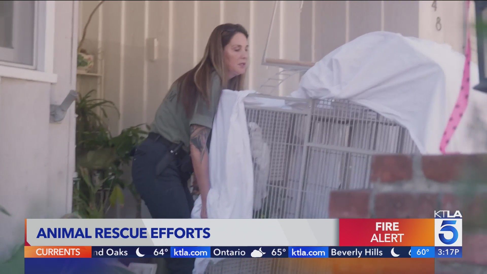 Animal rescue groups saving pets from the wildfire evacuation zones