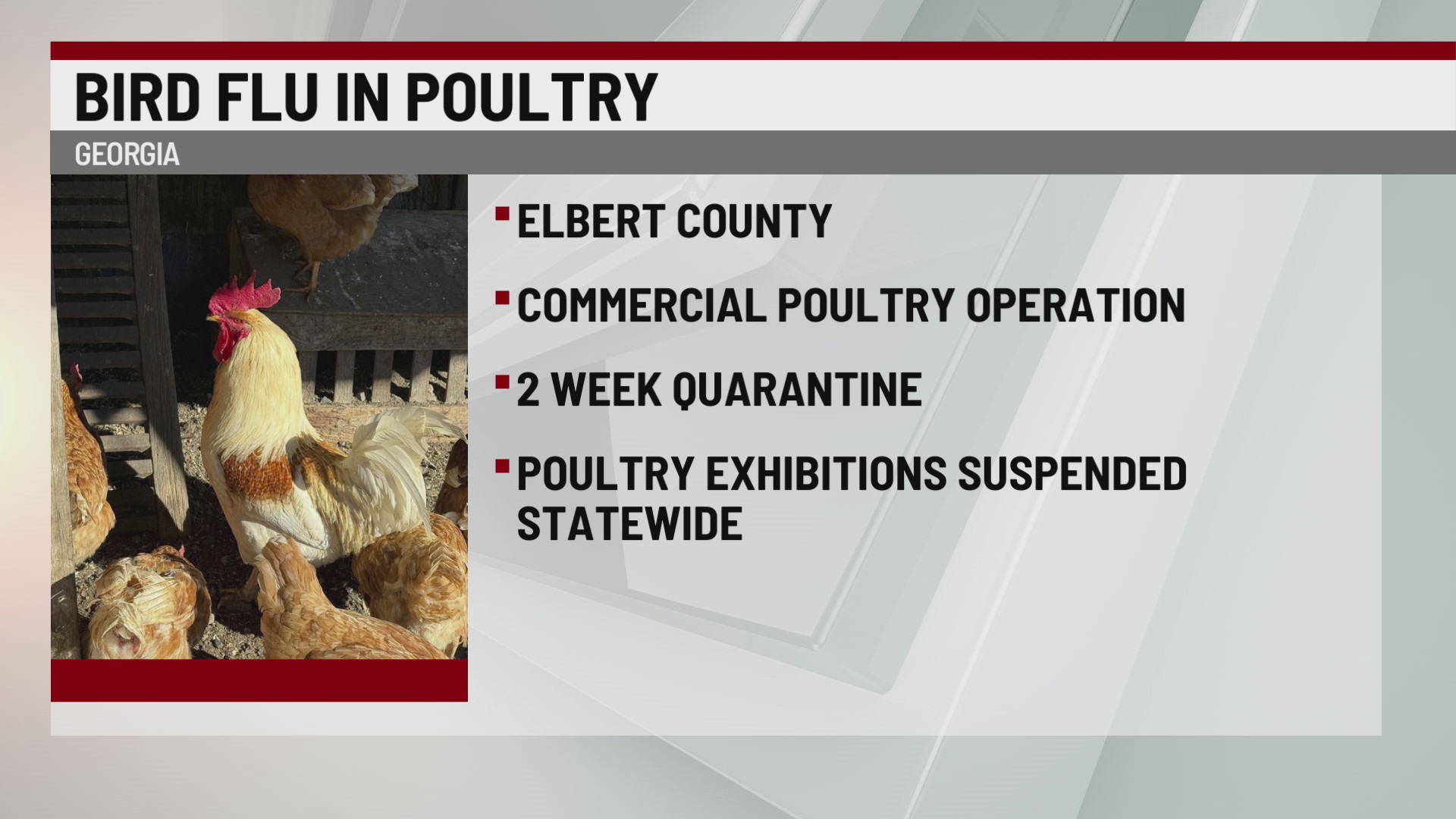 Bird flu detected in commercial poultry operation in Georgia