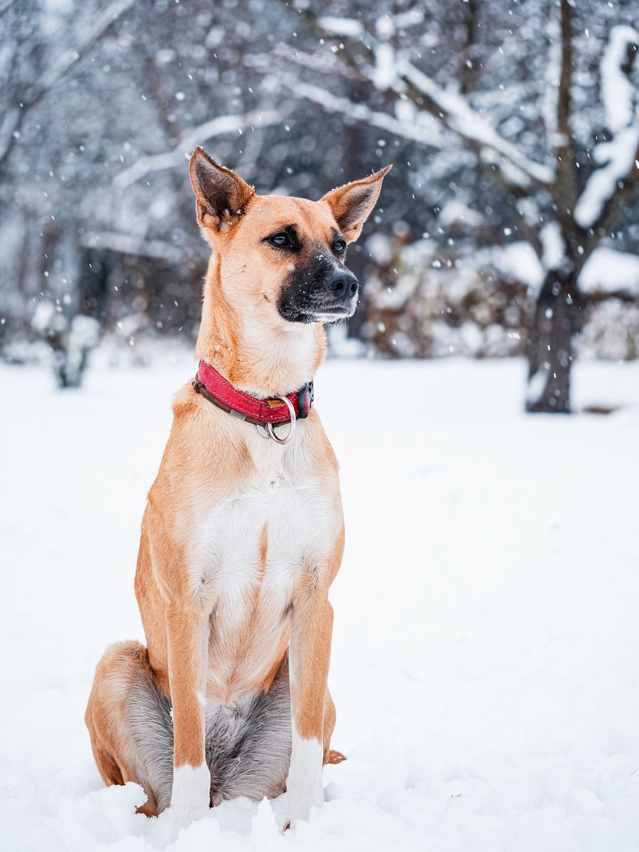 6 Top Dog Collar Colors and Meanings, Easily Explained